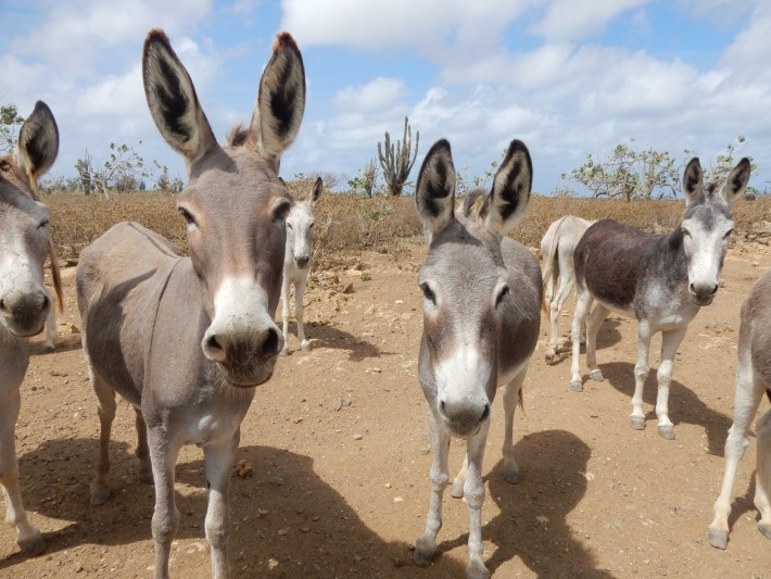 Di kon no por mata buriku i baka si | Extra Bonaire