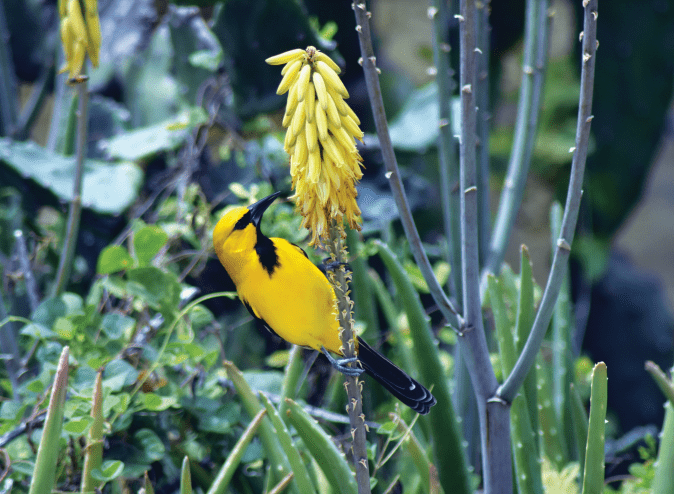 Trupial kachó disfrutando su flor di sentebibu | Extra Bonaire