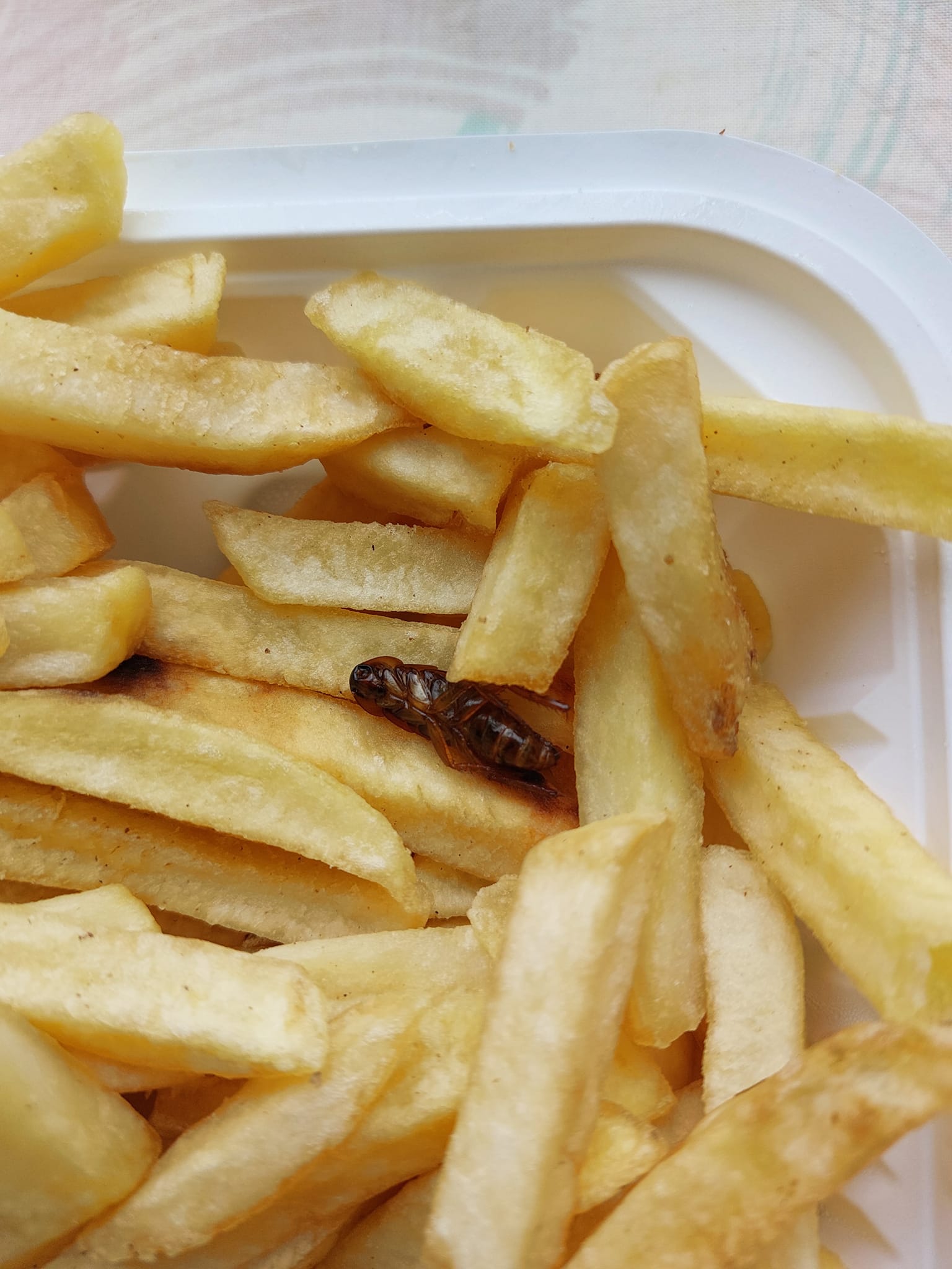 Kakalaka meimei di batata | Extra Bonaire