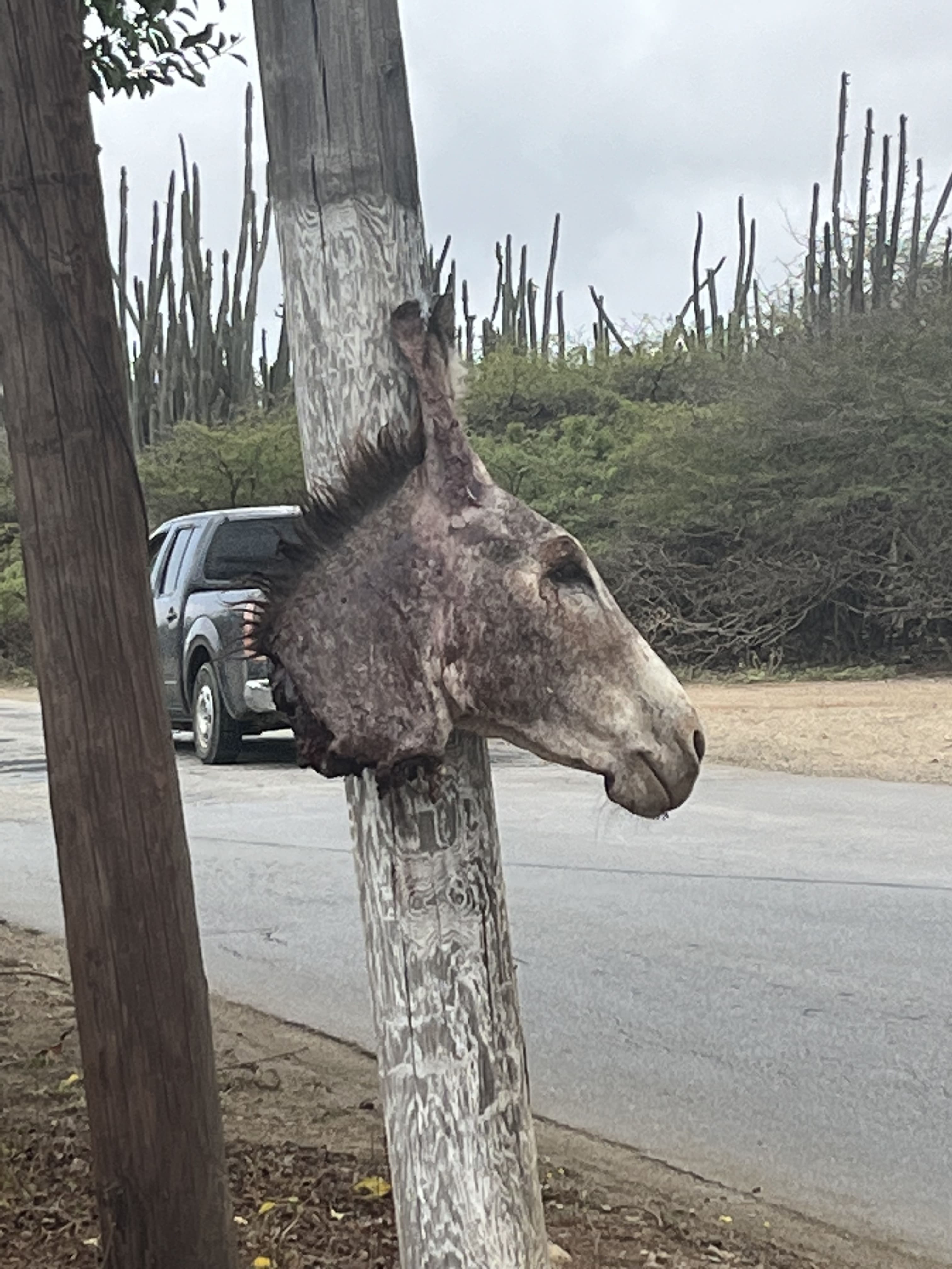 (hustisia) — Polis no haña evidensia di ken a kometé e akto horibel aki ...