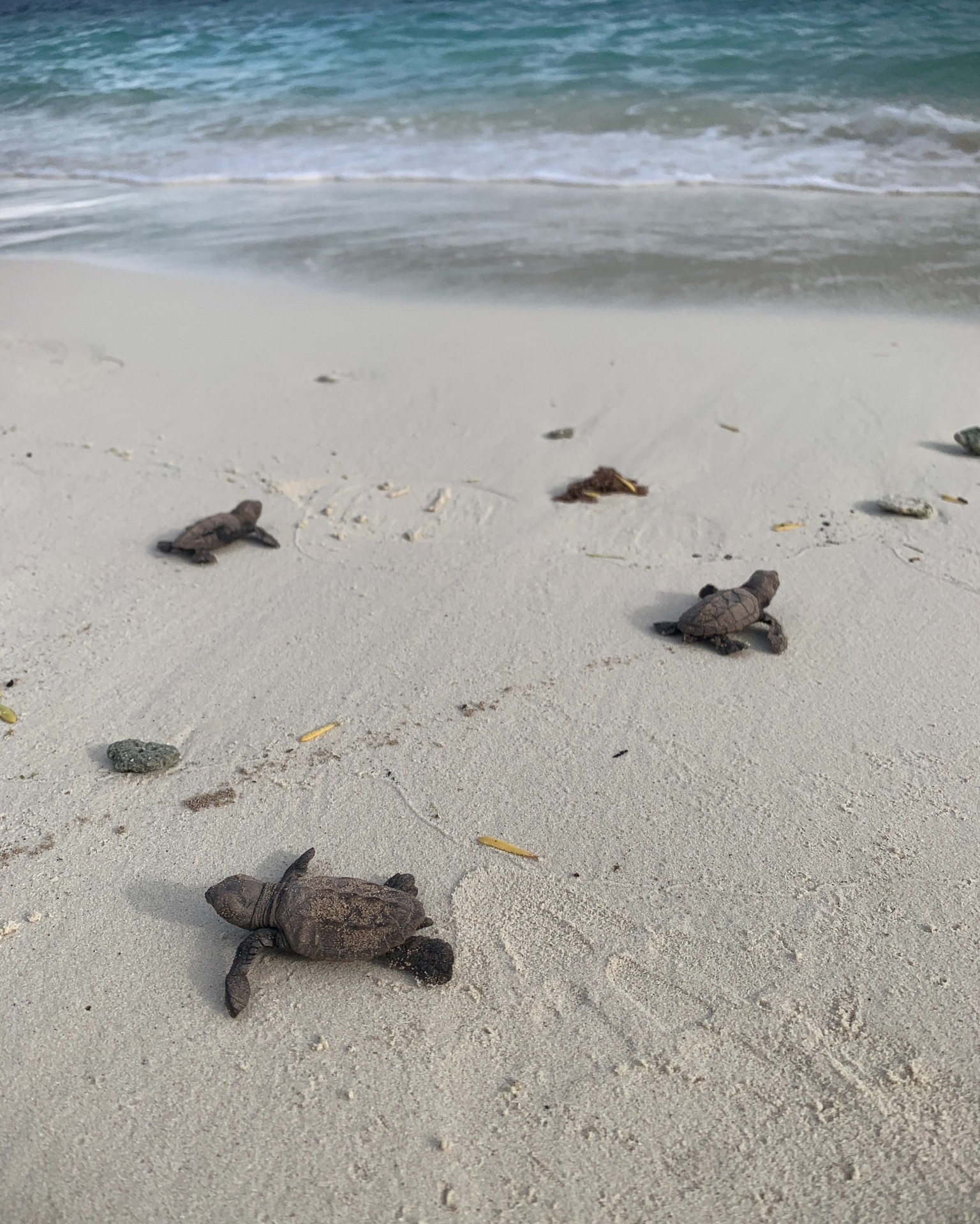 A konfirmá 130 neishi di turtuga | Extra Bonaire