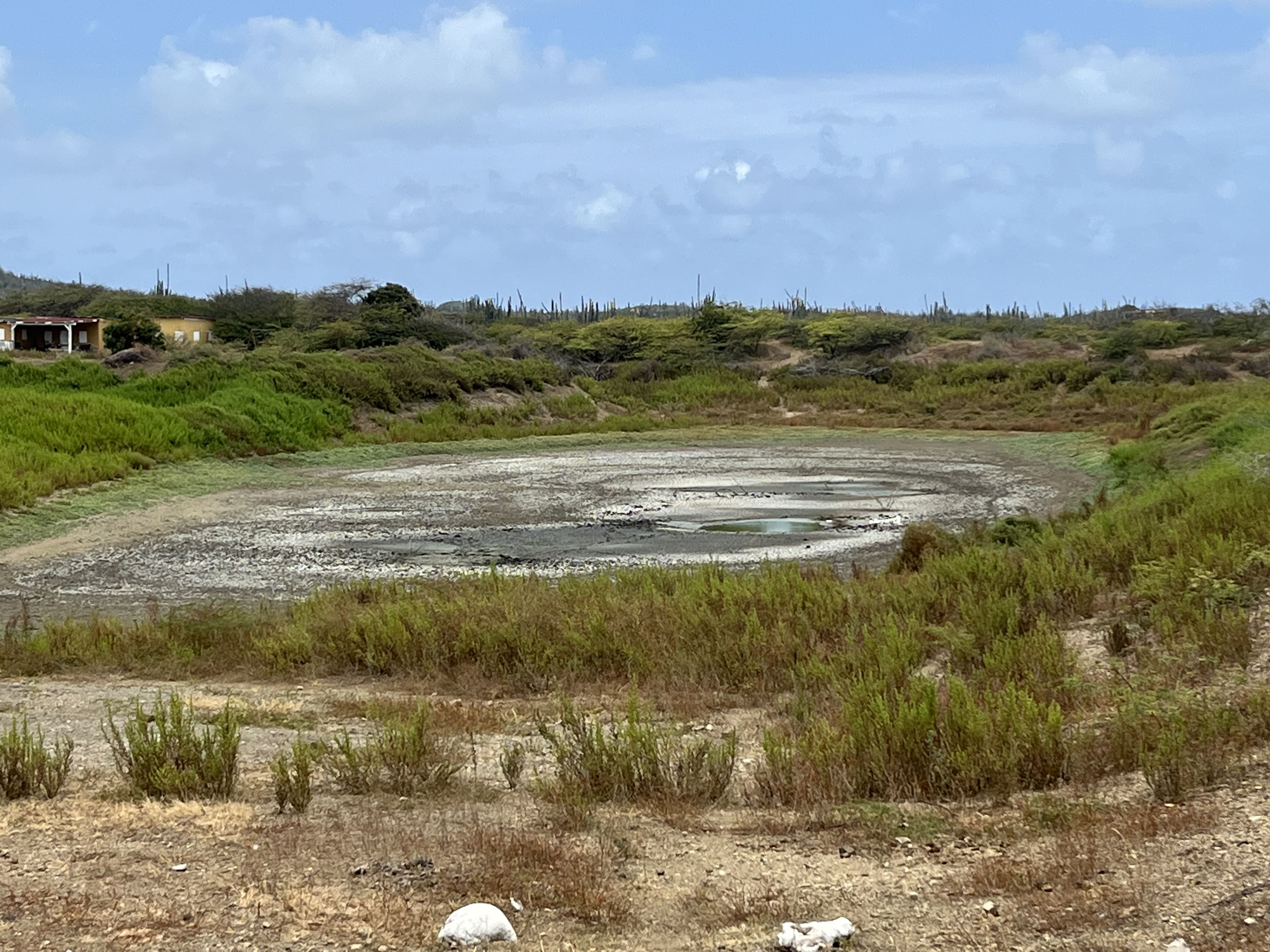 Dam Grandi a seka hopi lihé | Extra Bonaire
