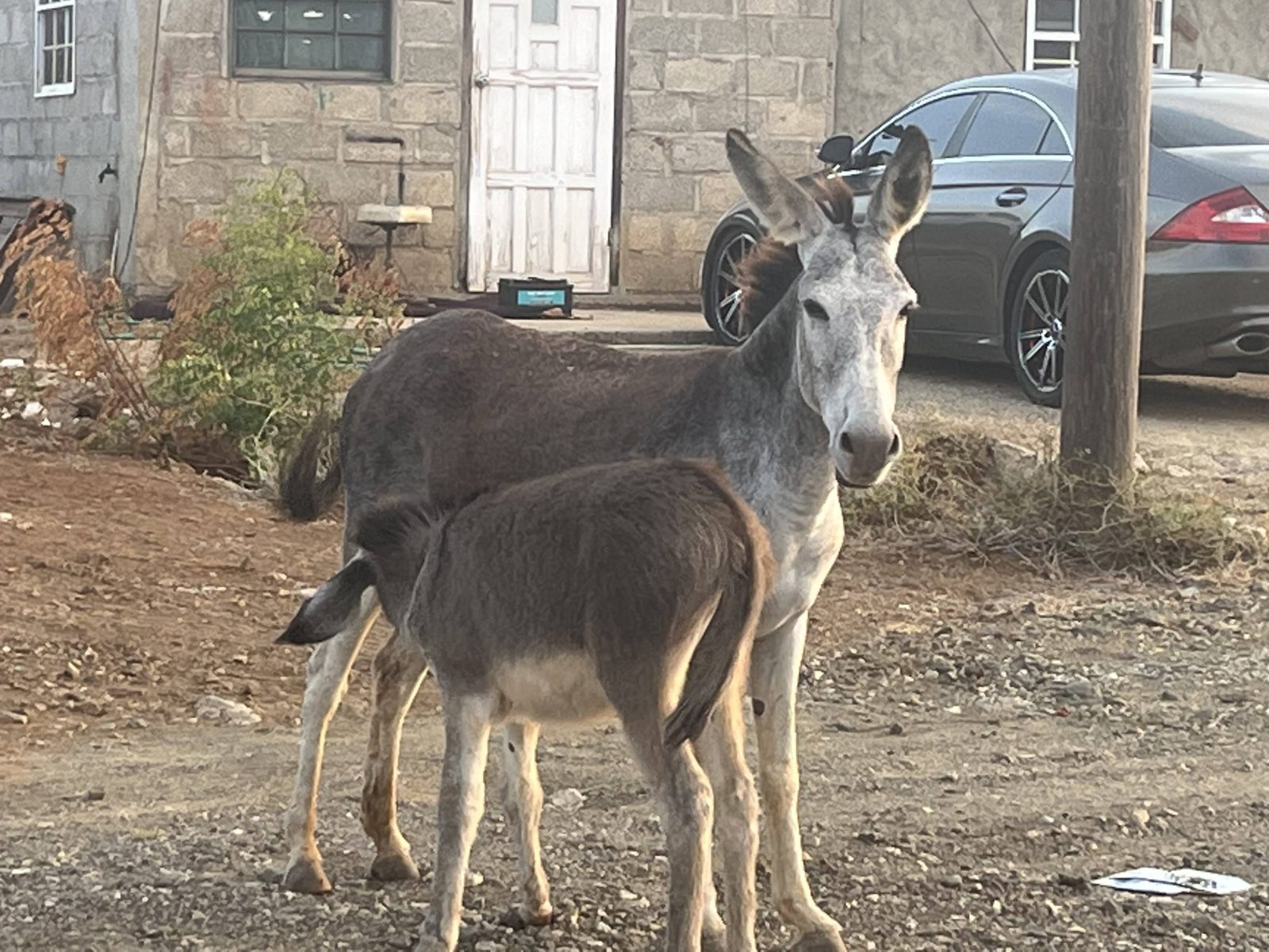 Buriku a bira parti importante di Boneiru | Extra Bonaire