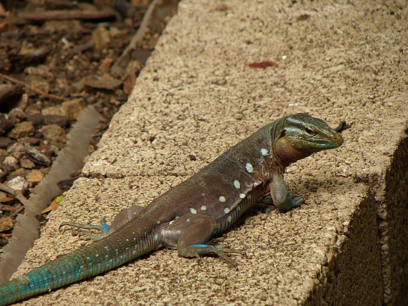 INLUBIDABEL — Remedinan straño — Turada | Extra Bonaire