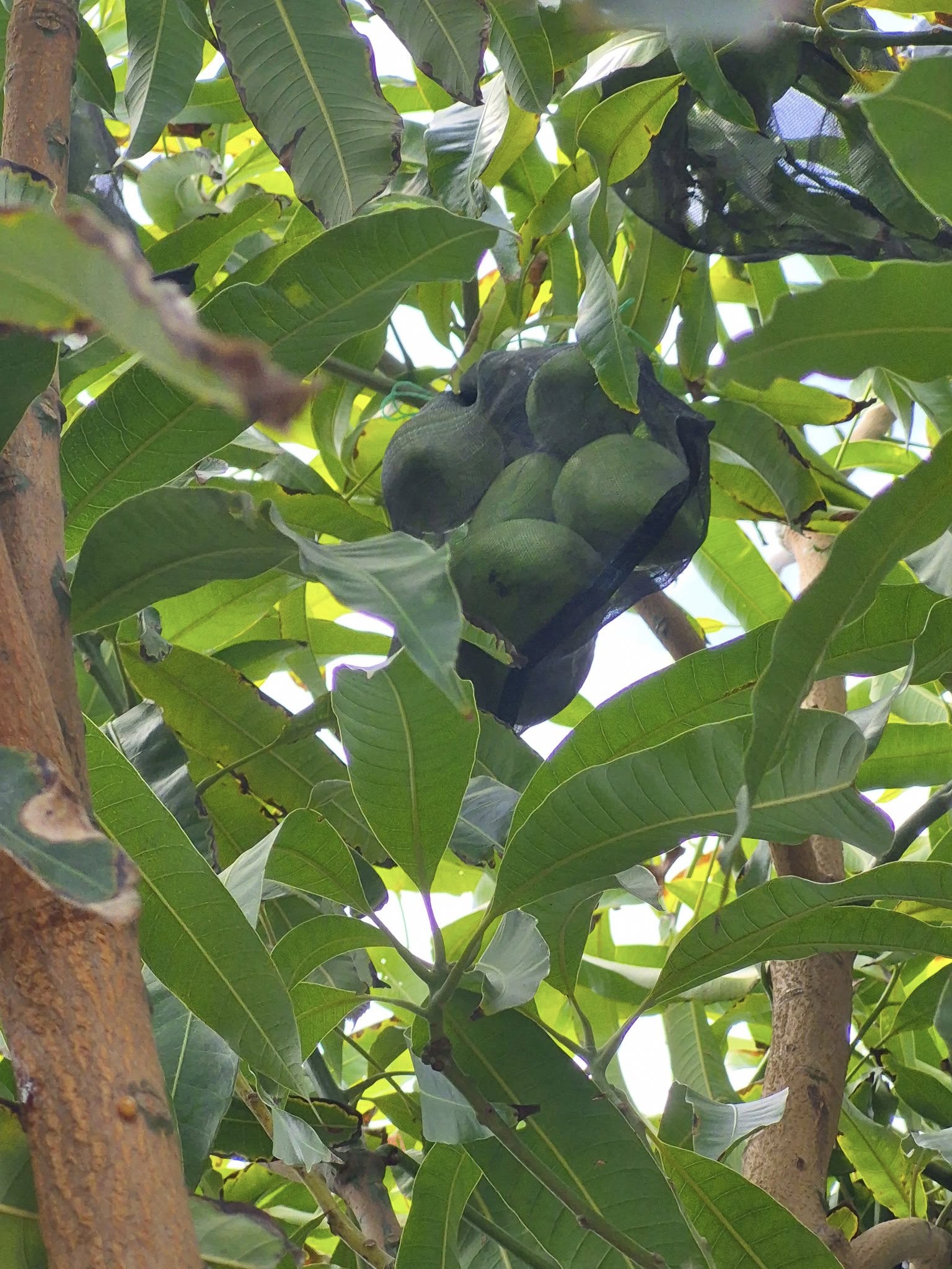 Otro biá lora ta haña Pa: Elsmarie Beukenboom | Extra Bonaire