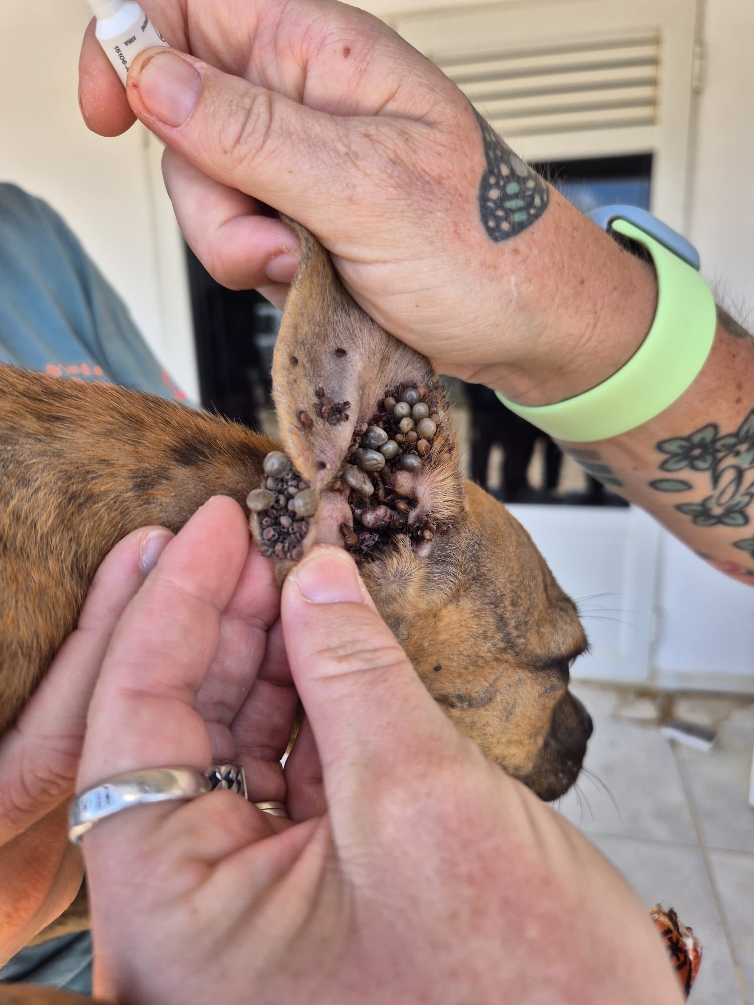 Definitivamente bale la pena pa duna un tiki sèn | Extra Bonaire