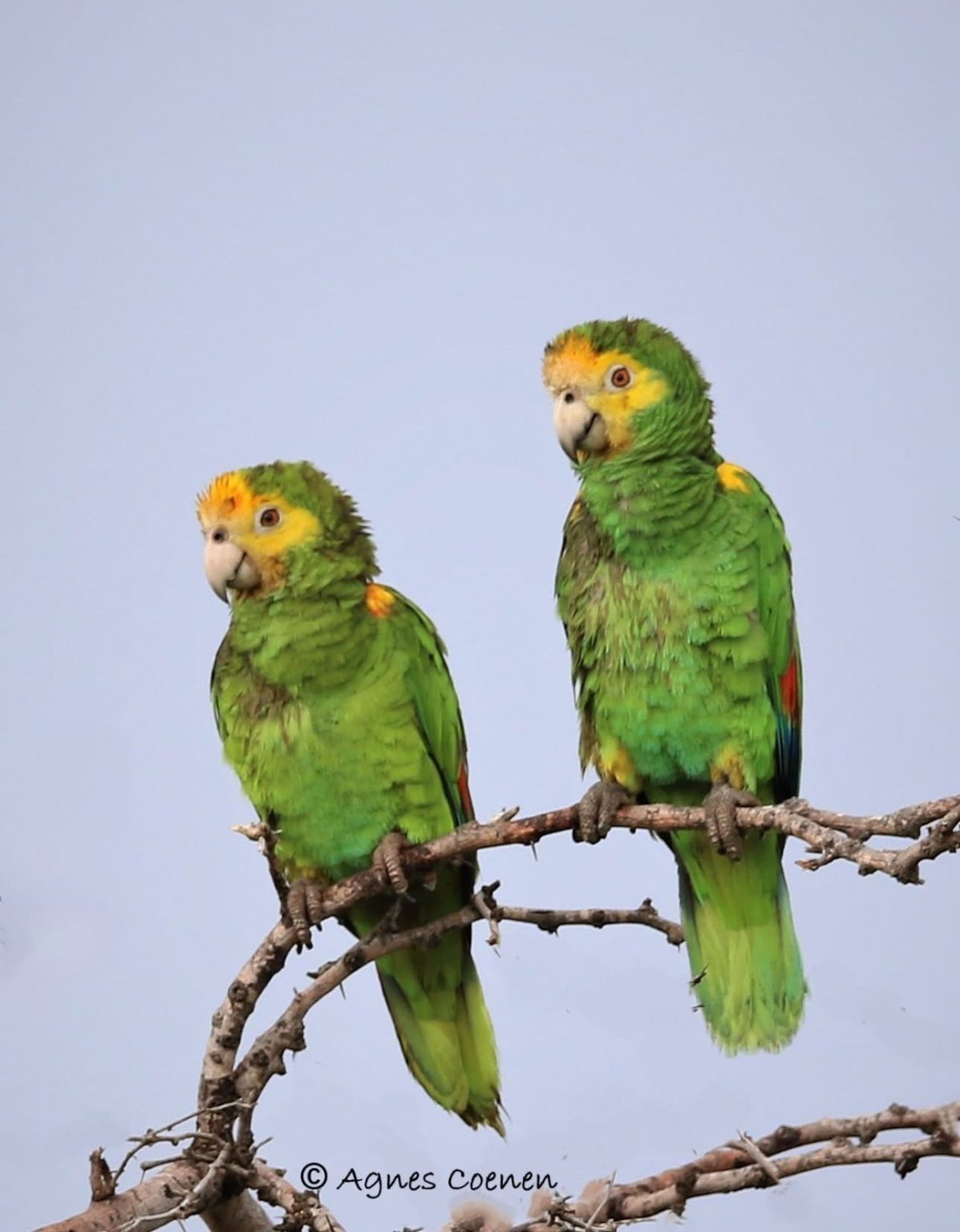 Agnes Coenen ta opservando Lora ta birando ménos na Boneiru | Extra Bonaire