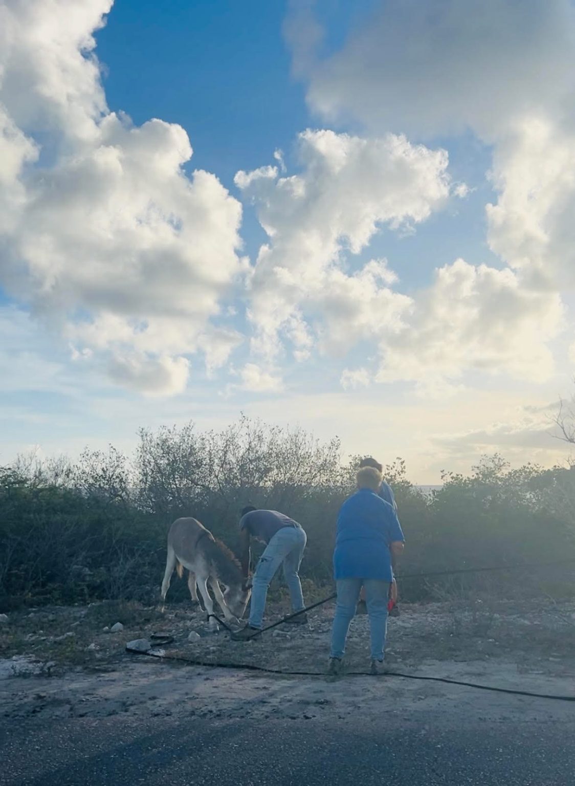 Buriku ku waya rònt di su pia | Extra Bonaire