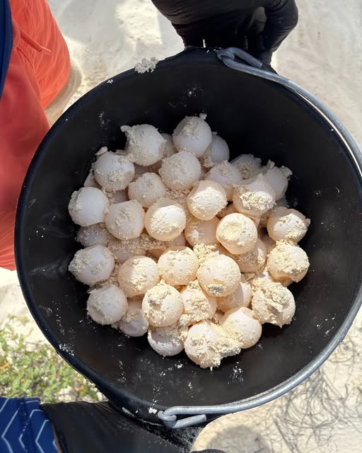 Reloká neishi di turtuga | Extra Bonaire